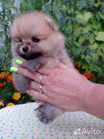 Померанский шпиц мини девочки