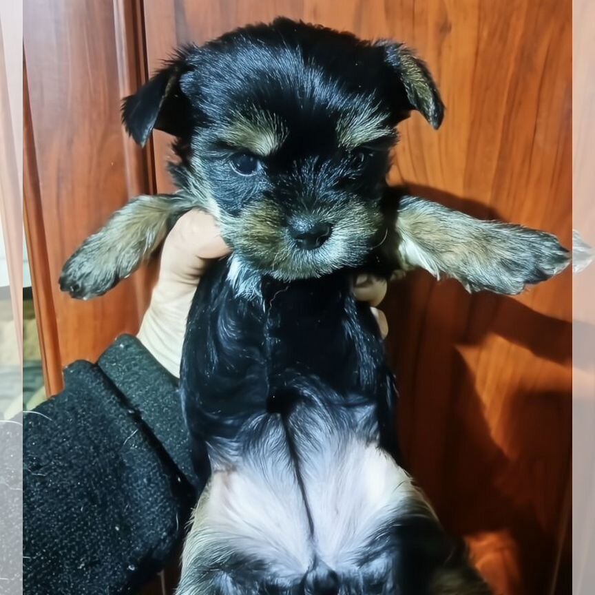 Йоркширский терьер, щенок