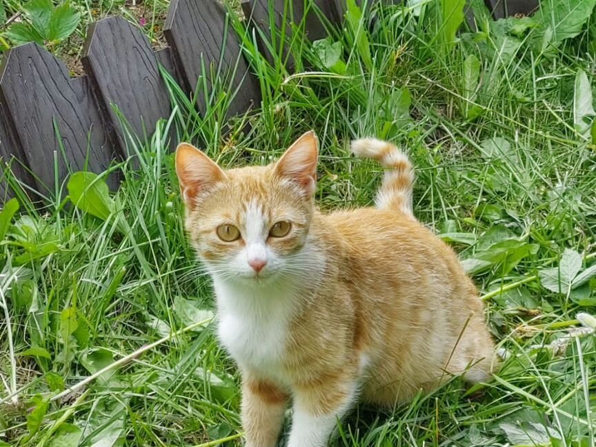 Котёнок-девочка рыженькая, брошена