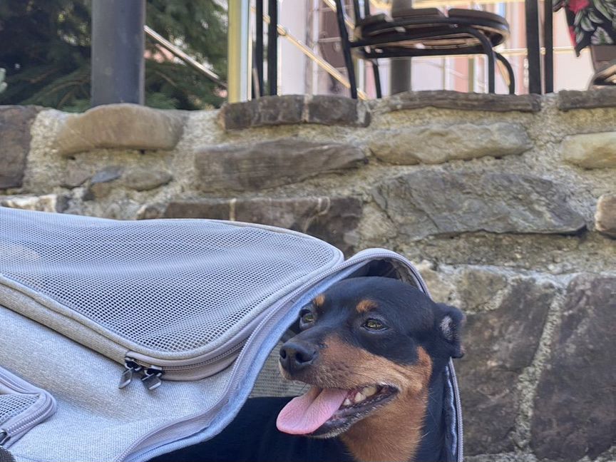 Вязка Пинчер