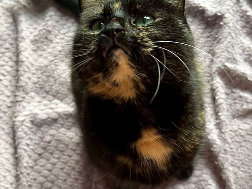 Трехцветную ласковую кошечку выкинули к воде