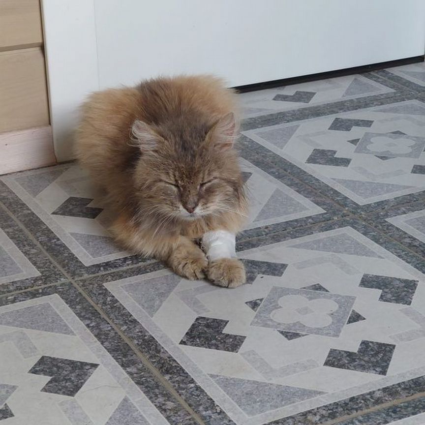 Кот ищет передержку или дом