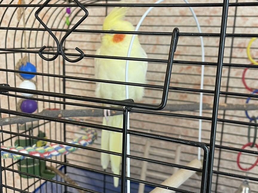 Попугай корелла мальчик