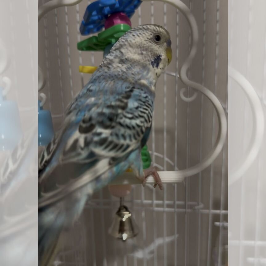 Волнистый попугай с клеткой