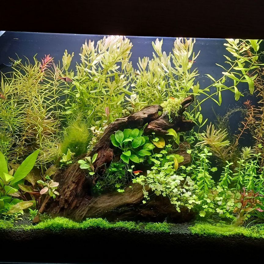 Прополка аквариумных растений