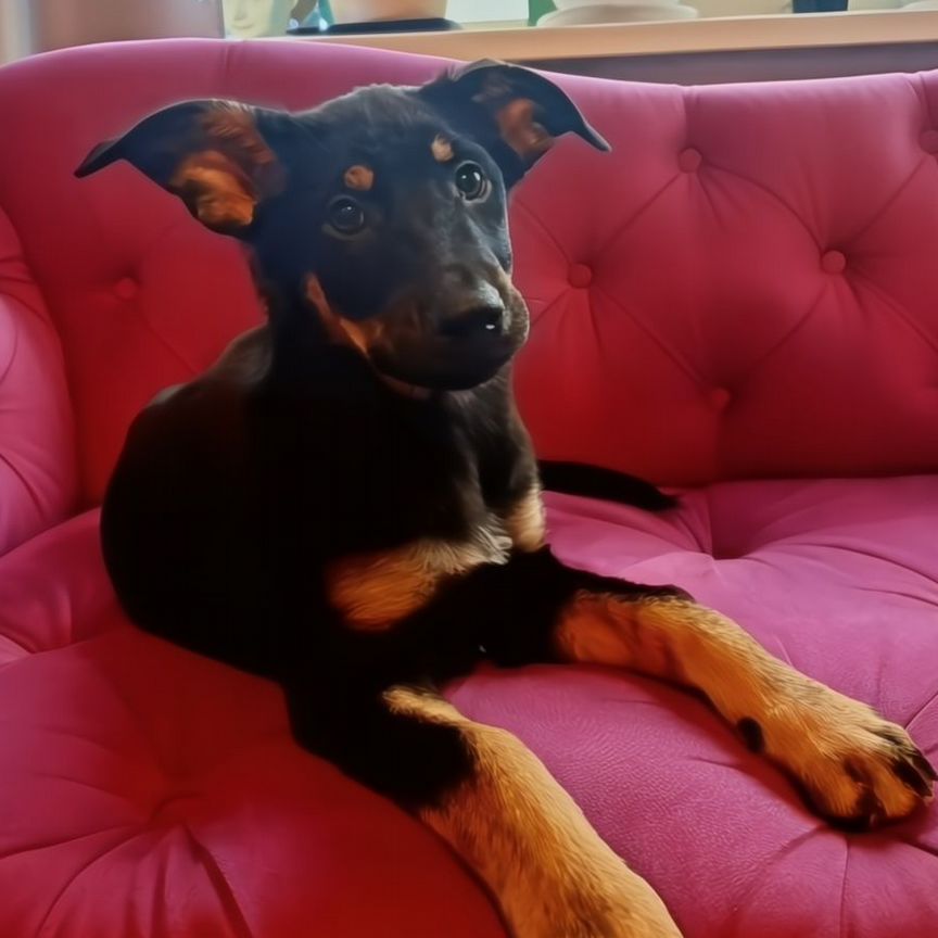 Щенок в добрые руки