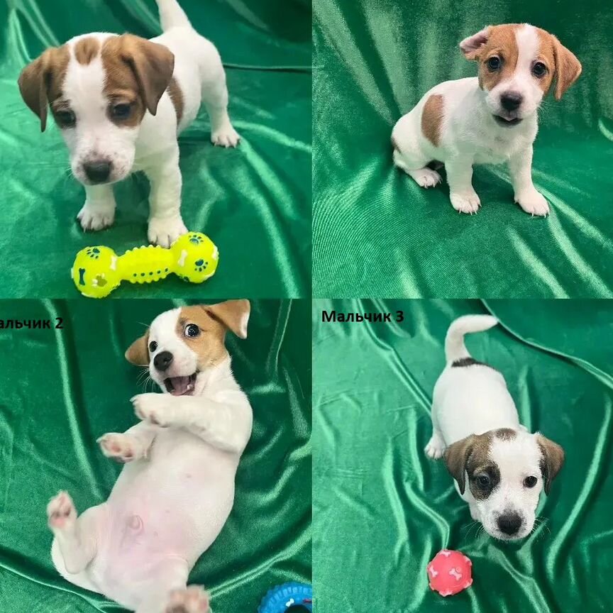 Джек-рассел-терьер, щенок
