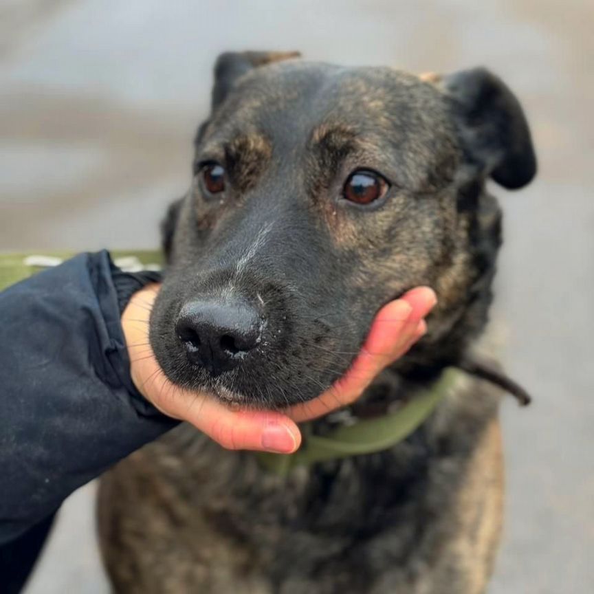 Алла, собака из приюта в добрые руки