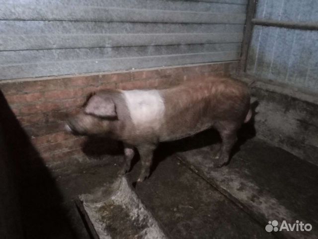 Хряк породы дюрок-ландрас