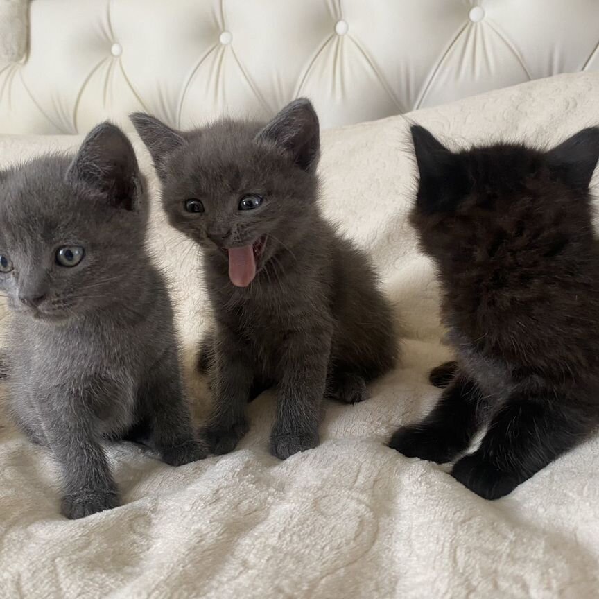 Котята от тайской кошки в добрые руки