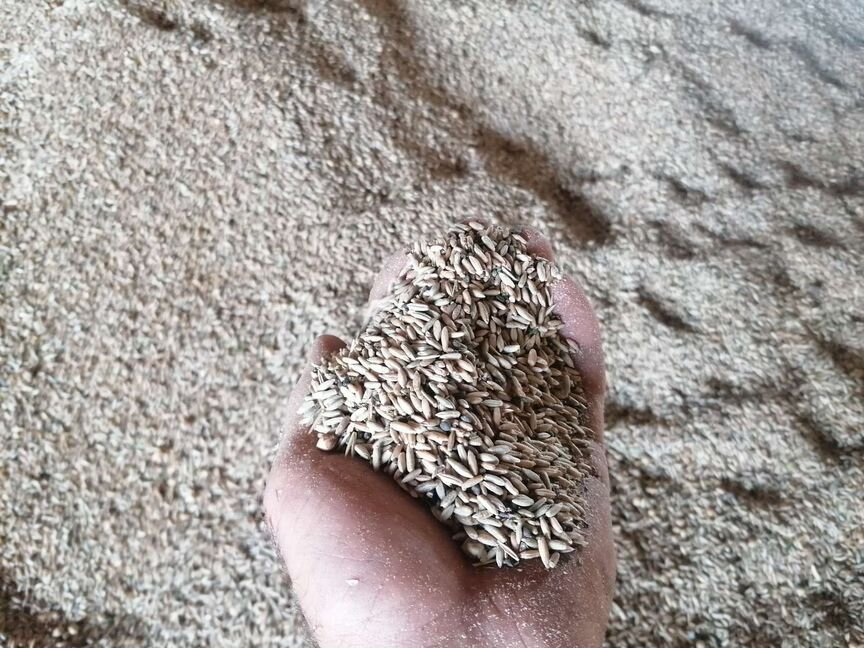 Пшеница, рожь, овес