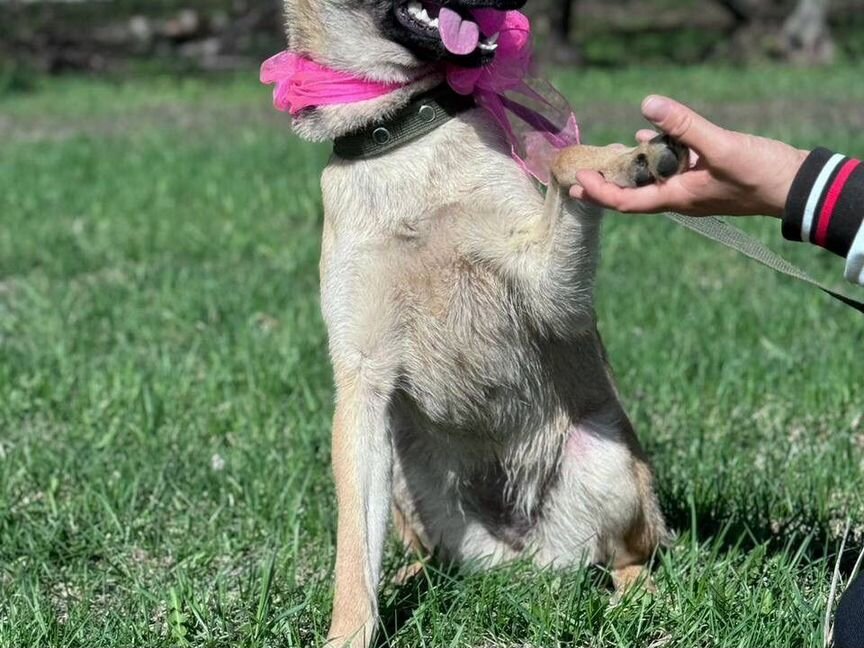 Маленькая забавная Креветка ищет дом