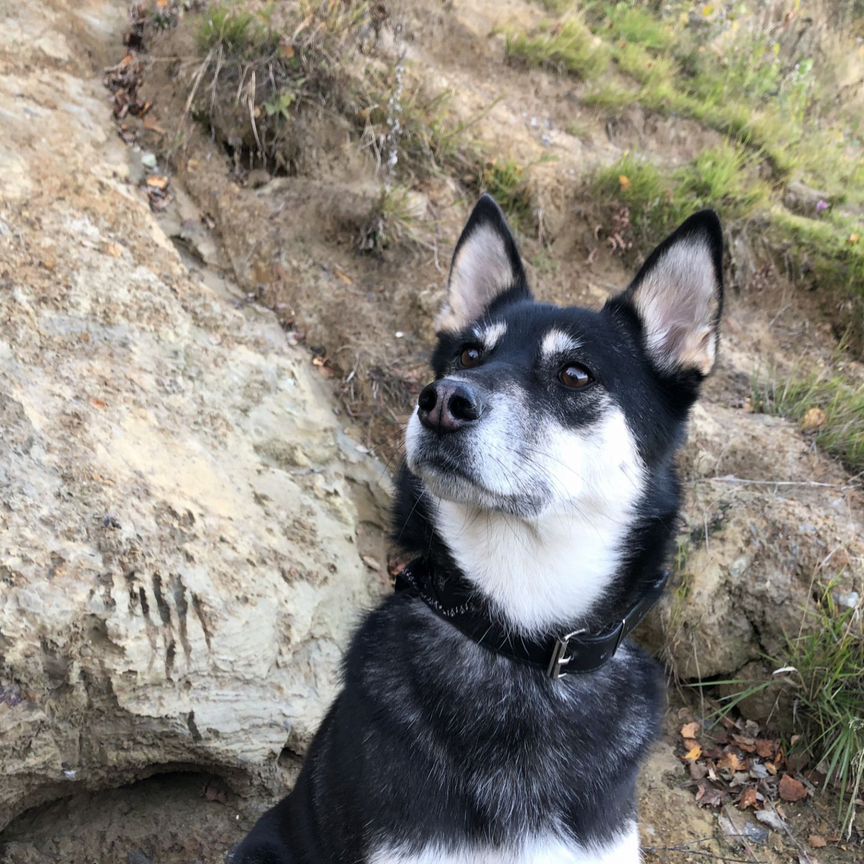 Собака Белла