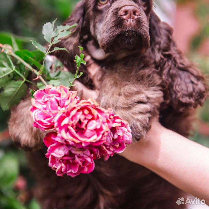 Девочка Амкокера