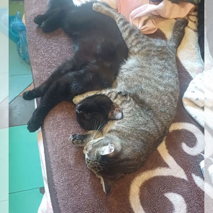 Взрослая кошка в добрые руки