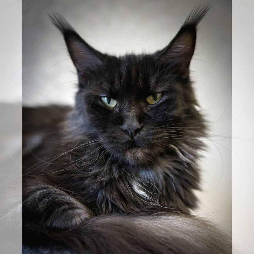 Мейн-кун, молодая кошечка, шоколадный окрас