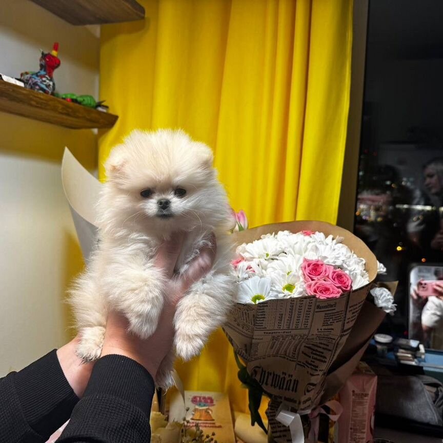 Померанский шпиц мини щенок