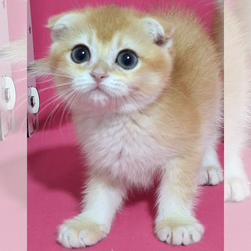 Шотландский вислоухий короткошёрстный котёнок