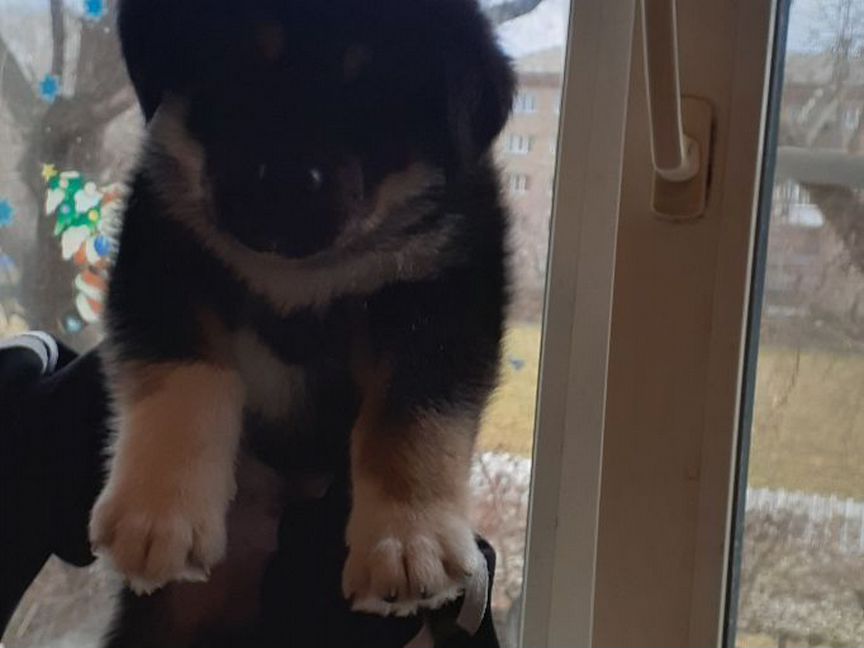 Щенки мама хаски папа двор