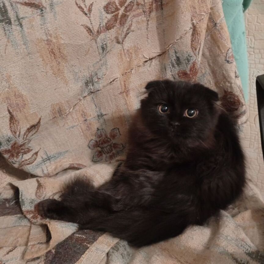 Продаю котенка