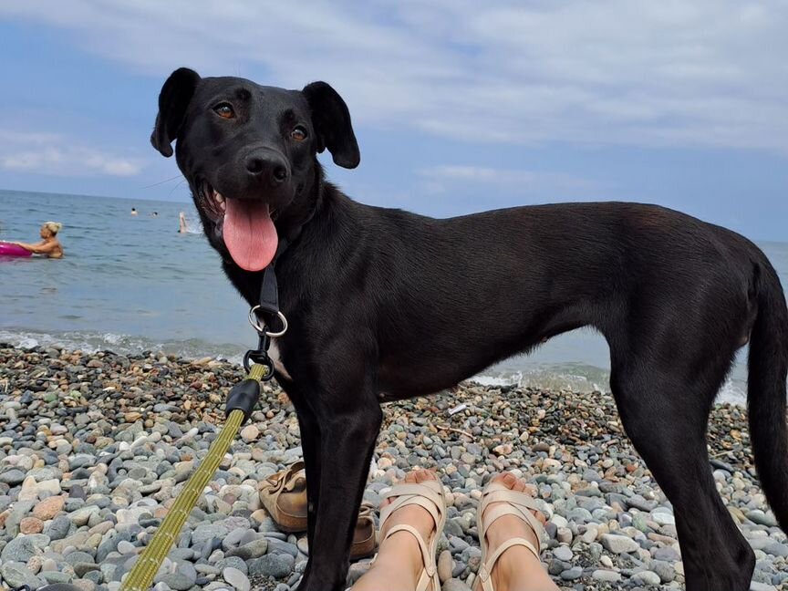 Взрослый щенок собака в дар