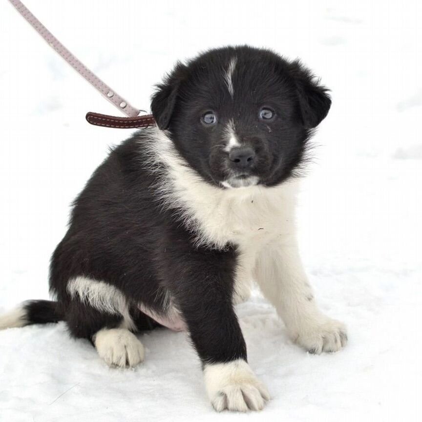 Щенок мальчик от домашней собаки лайки