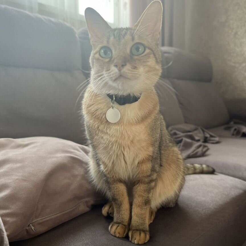 Кот