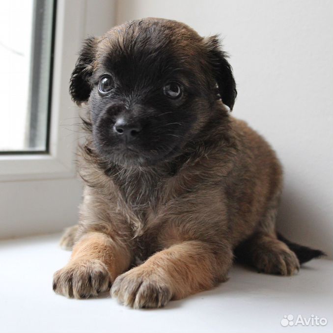 Щенулька Мэри ищет дом