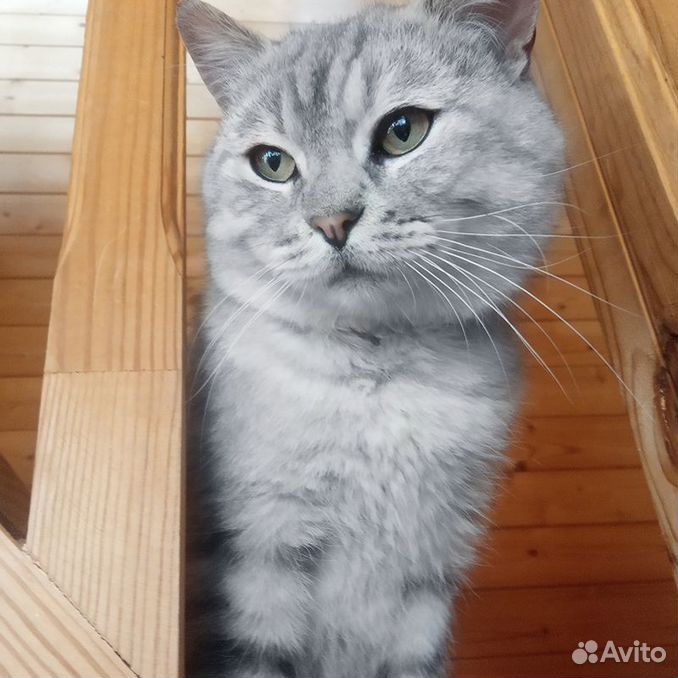 Котик британец серебристая шиншилла в добрые руки