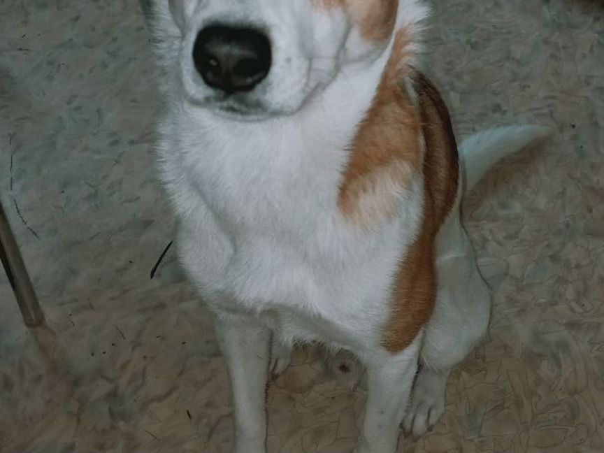 Случка собак