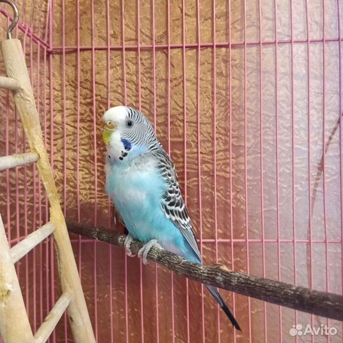 Волнистый попугай самка