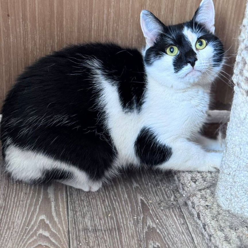 Красивущий котик ищет дом