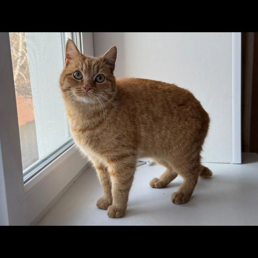 Рыжик котик
