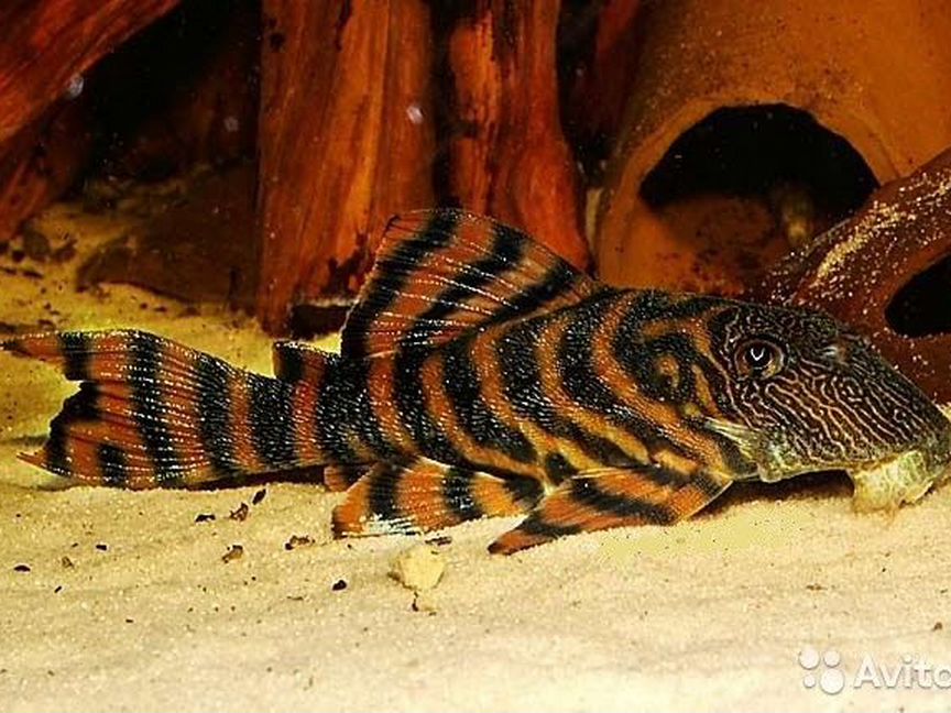 L397 Панаклюс Красная Зебра (арт 4150)