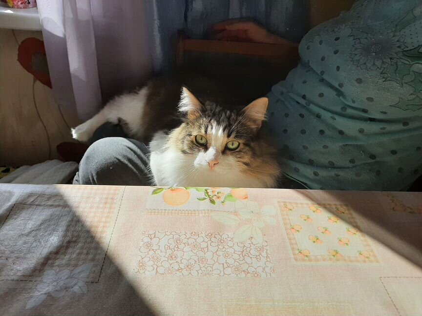 Потерялся кот