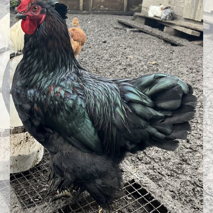 Продам петухов