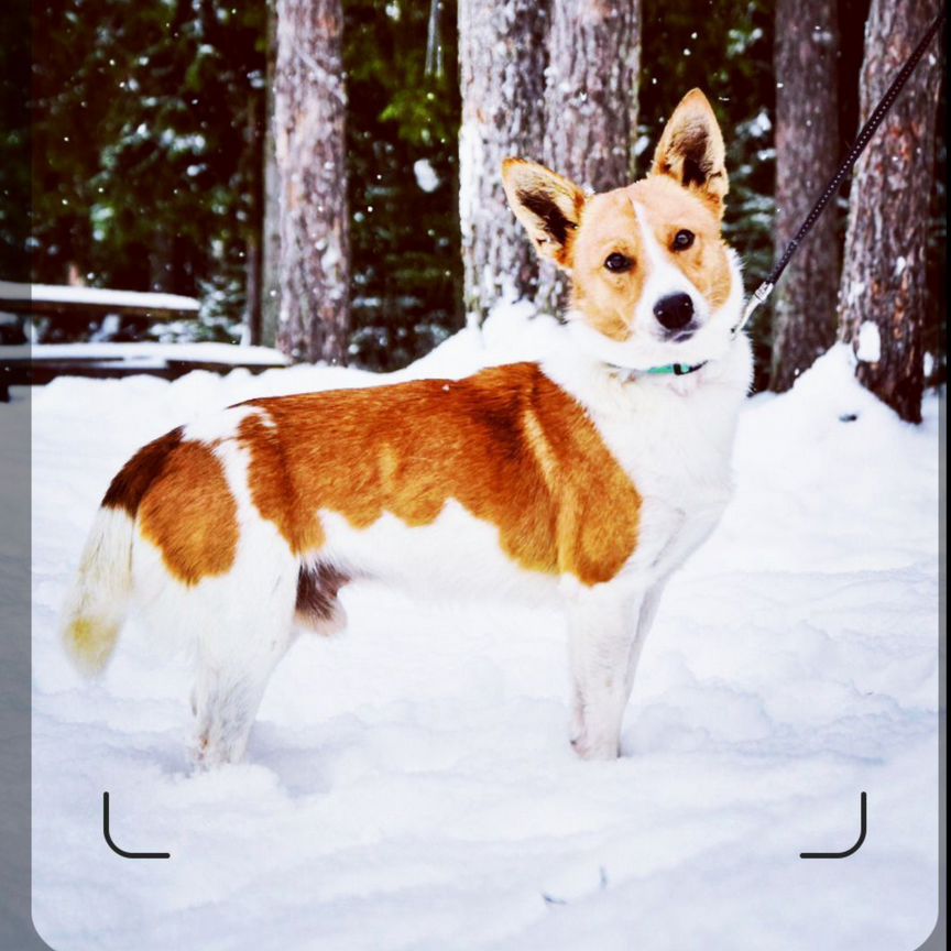 Взрослый пёс в добрые руки