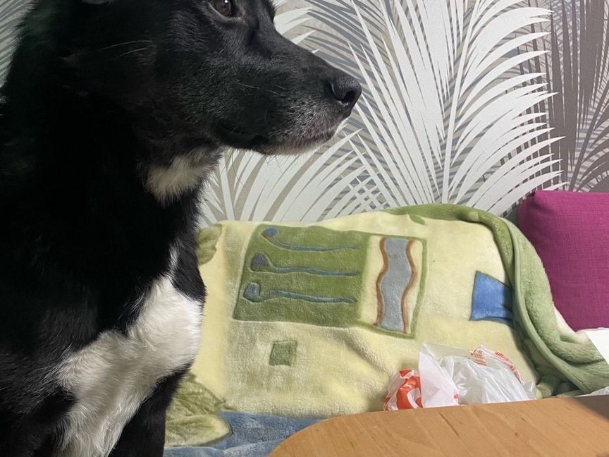 Собака в добрые руки