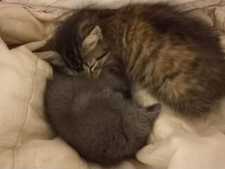 Котята в добрые руки бесплатно