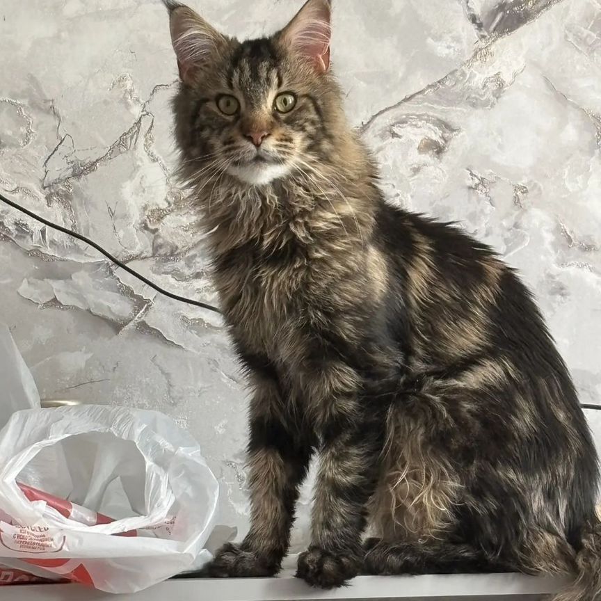Мейн-кун котёнок