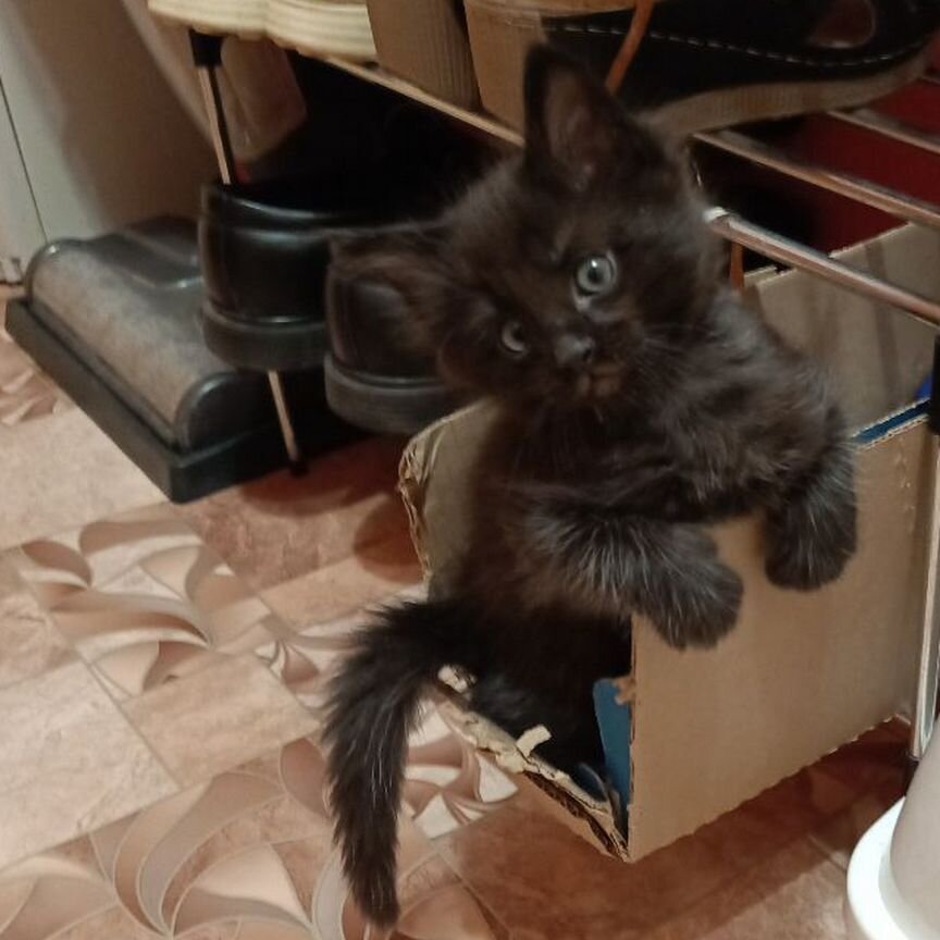 Черный котенок в добрые руки