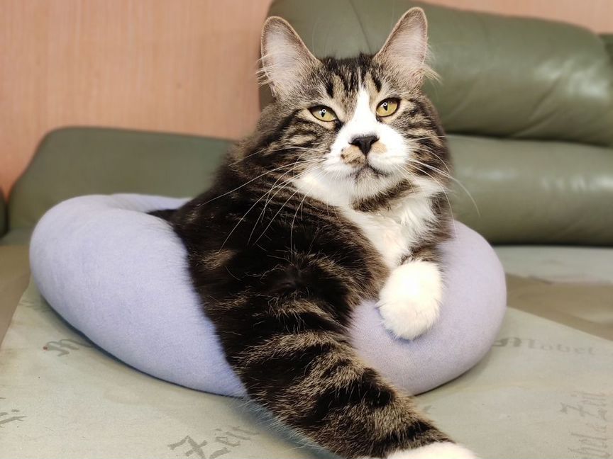 Котята курильского бобтейла (резерв)