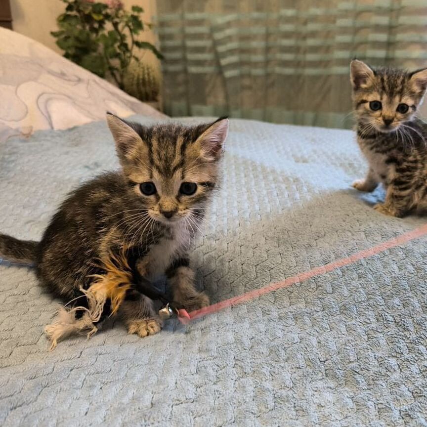 Котенок