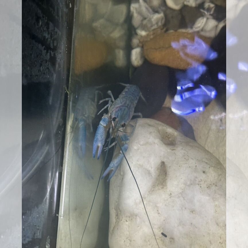 Аквариумные рыбки