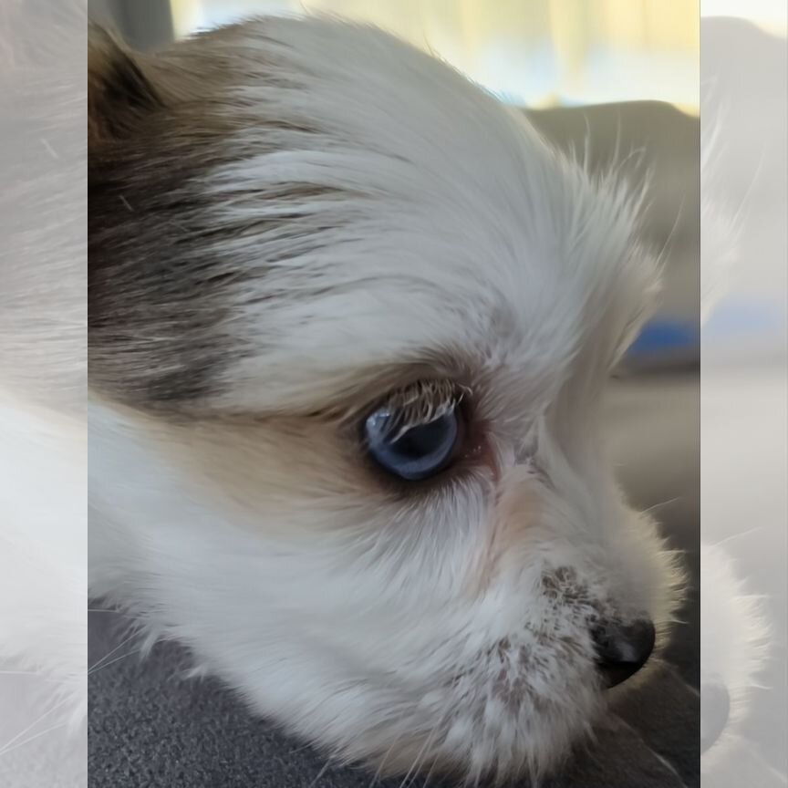 Йоркширский терьер, щенок