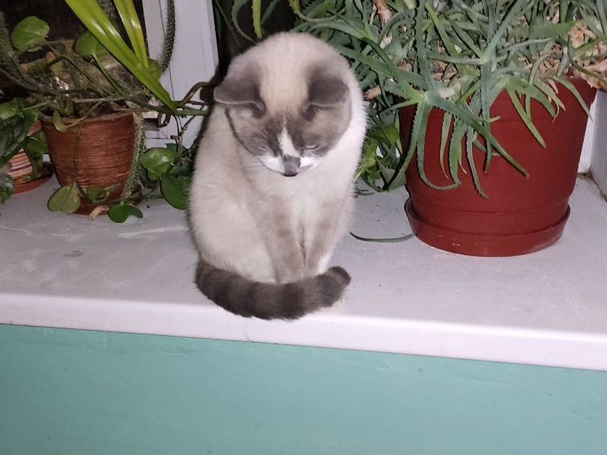 Найден кот