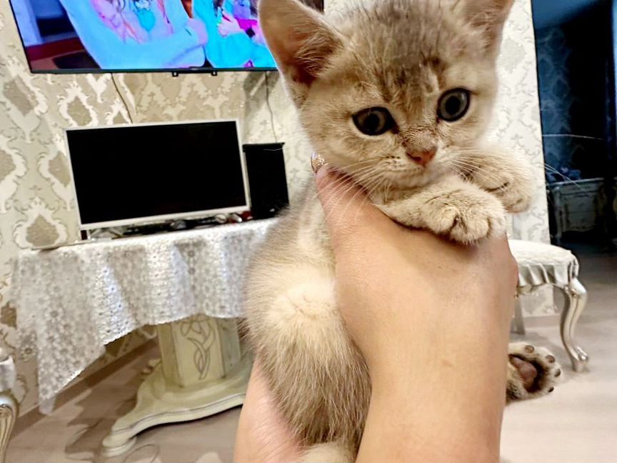 Британский котик