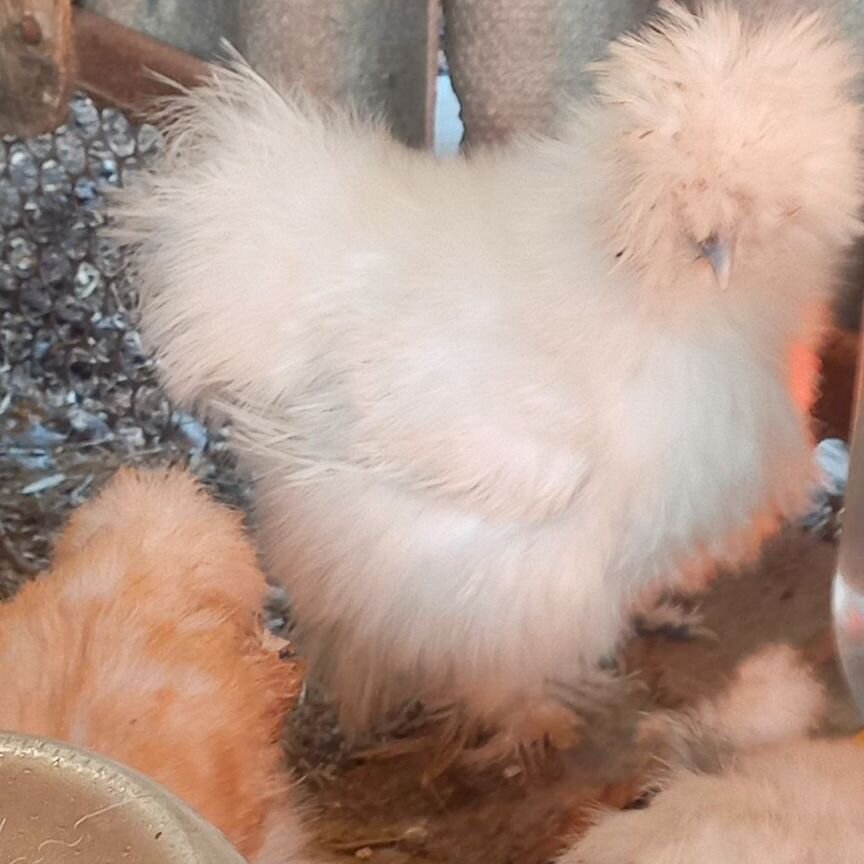 Китайские шёлковая курочки и петя