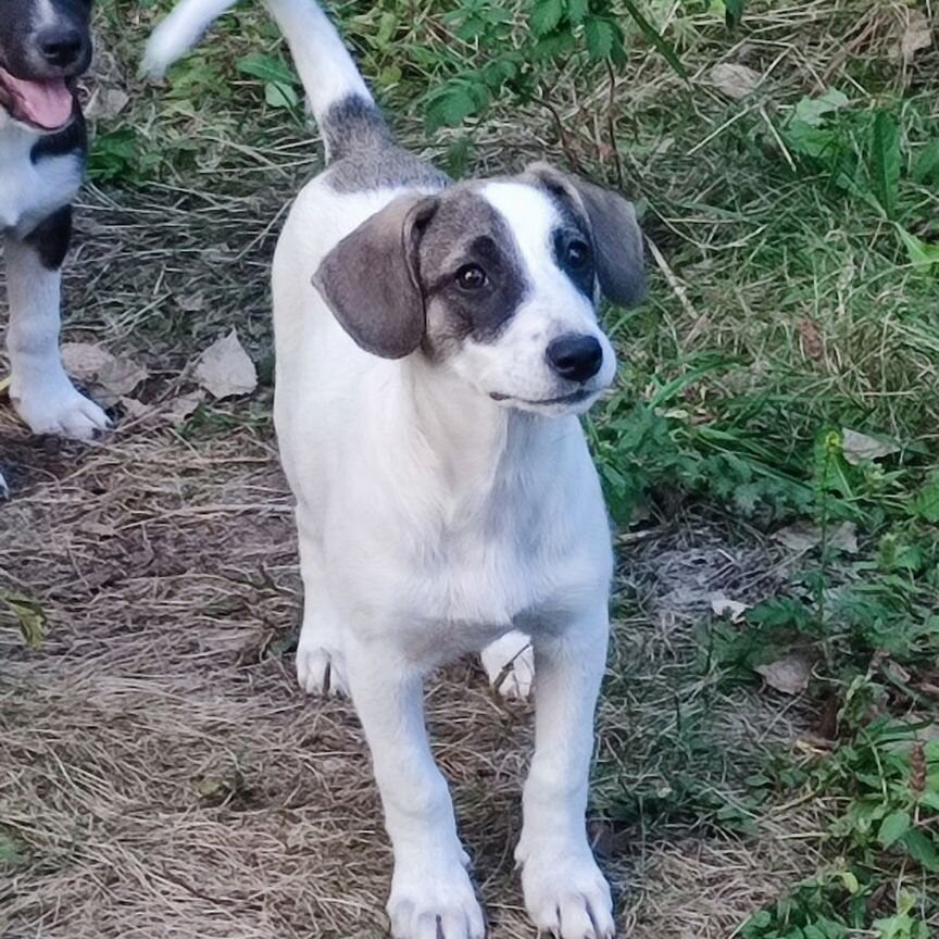 Отдам в добрые руки