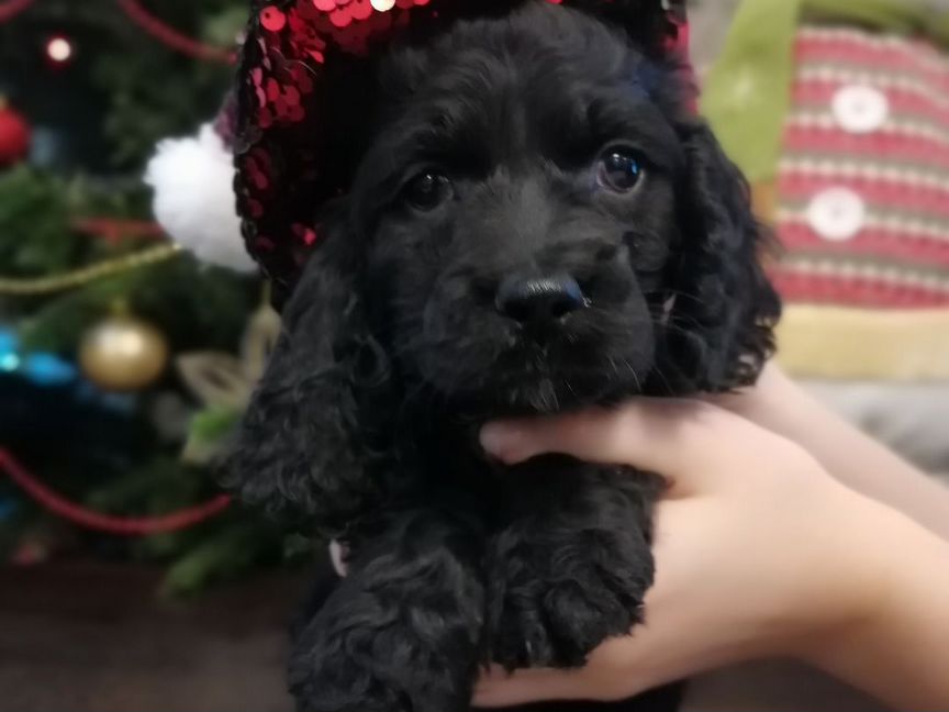 Девочки англ кокера